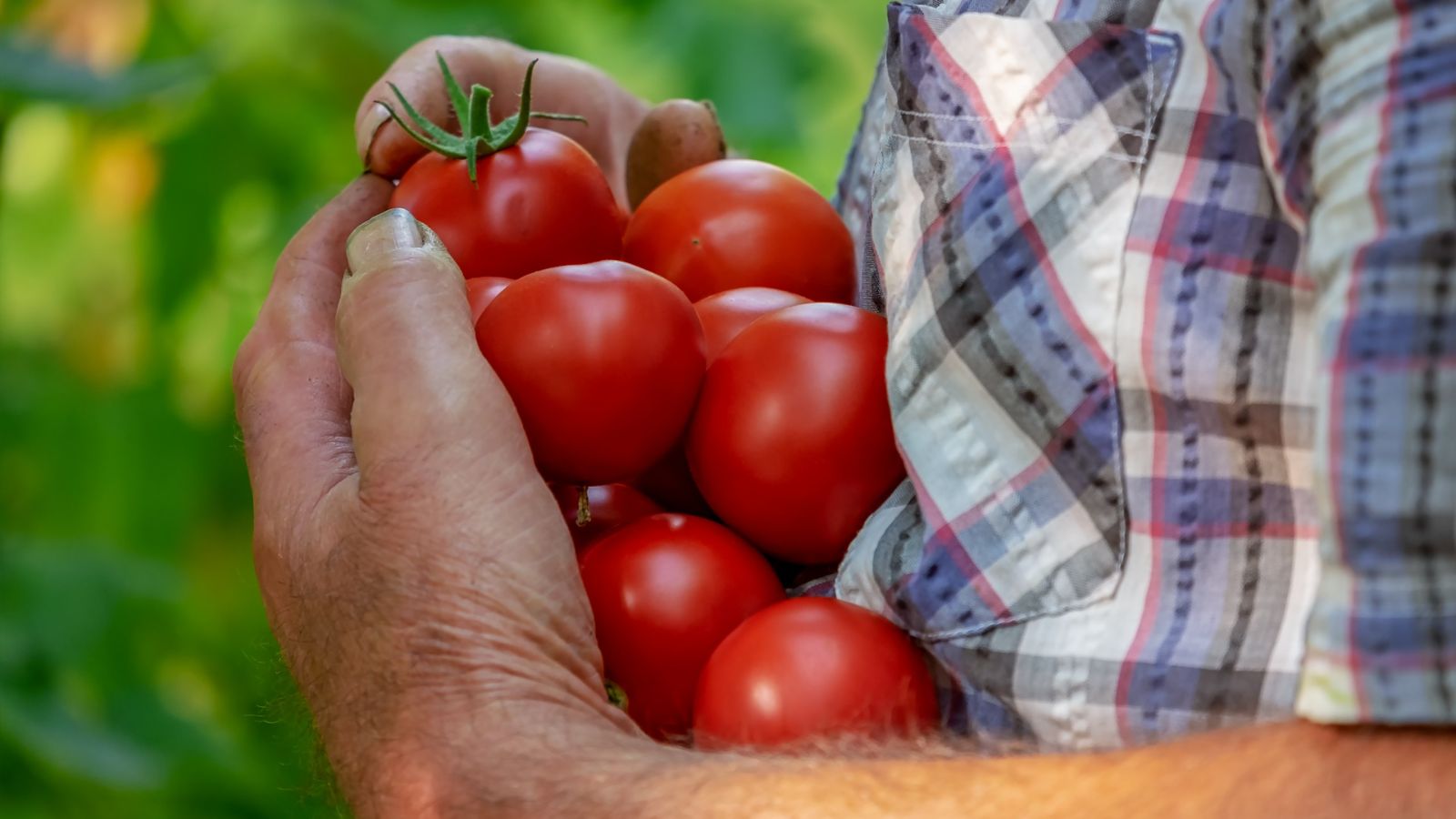 Sinaloa gran productor de tomate - Agrojaf
