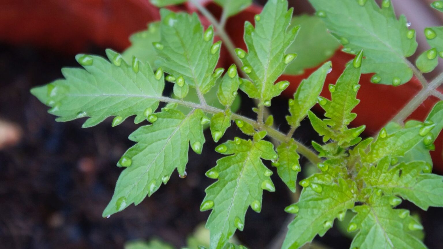 Fertilización foliar ¿Qué es?